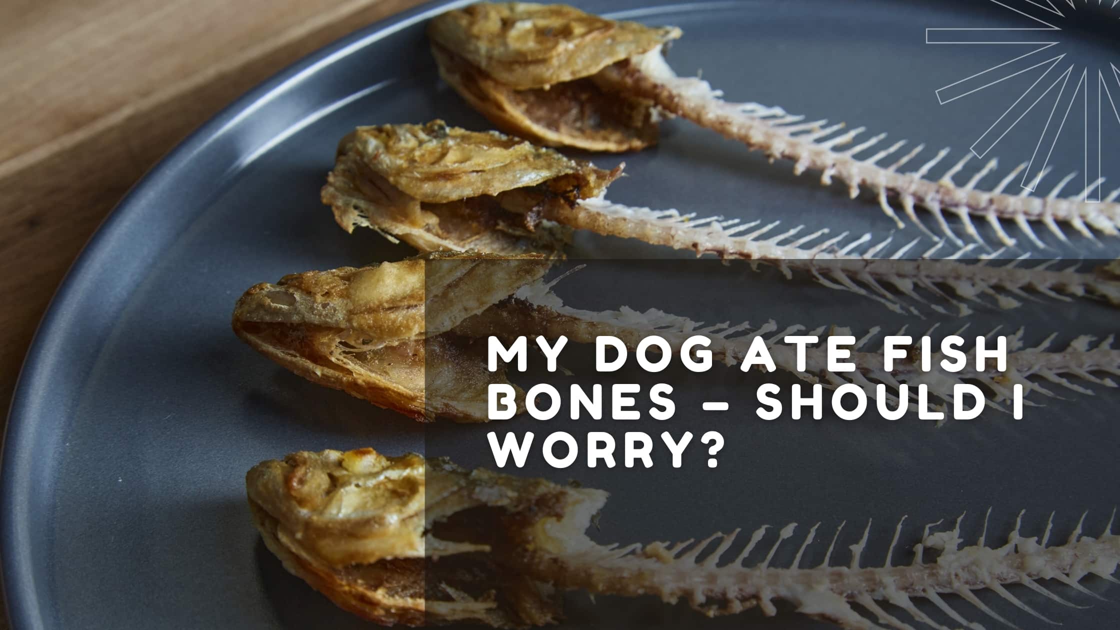 Can A Dog Eat Fish Bones